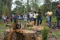 TU APORTE ES NECESARIO ACTÚA, ¡ES EL MOMENTO!: TALA INMODERADA